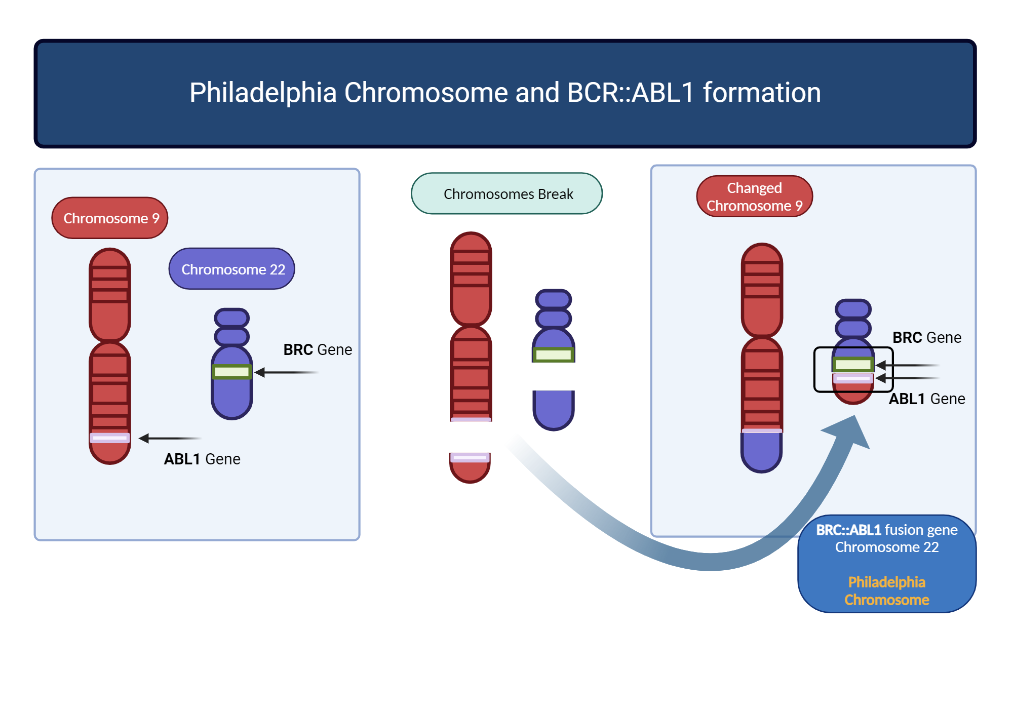 Philadelphia Chromosome - BRC::ABL1 fusion | BioRender Science Templates
