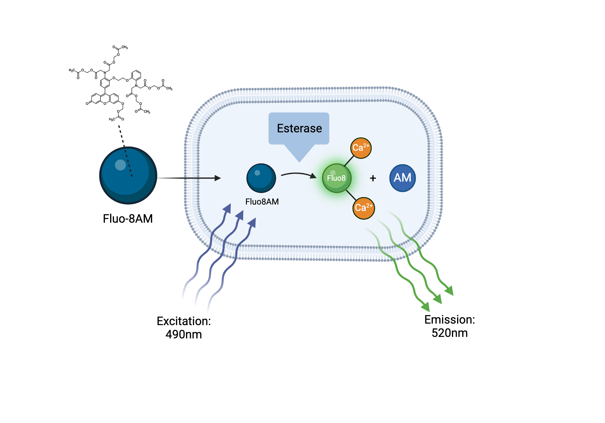 Fluo-8AM Schematic | BioRender Science Templates