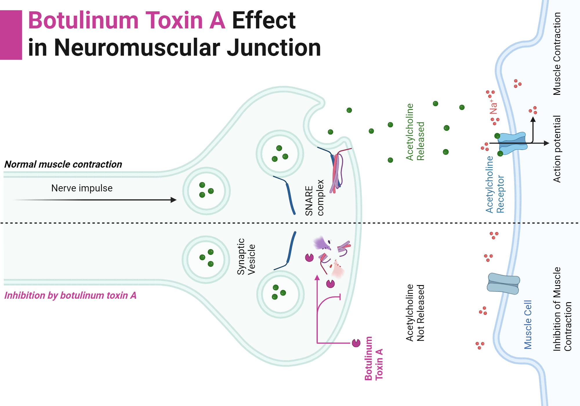 Botulinum Toxin A Effect In Neuromuscular Junction Biorender Science