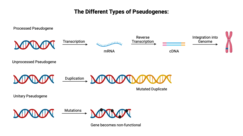 Three Different Types of Pseudogenes | BioRender Science Templates