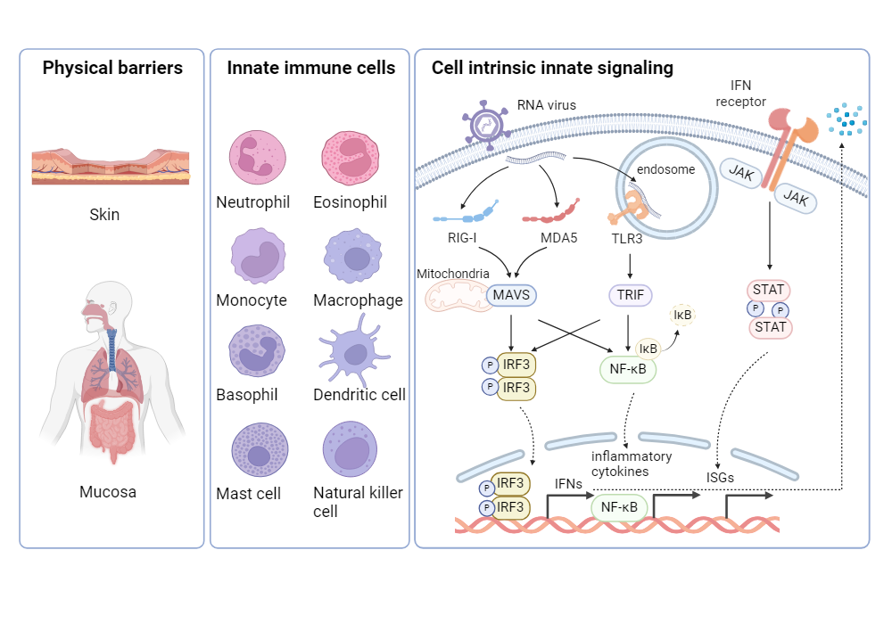 Overview of the innate immune system | BioRender Science Templates