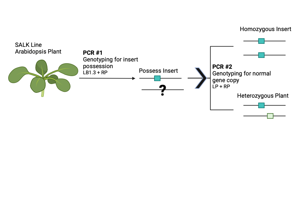 SALK Line genotyping | BioRender Science Templates