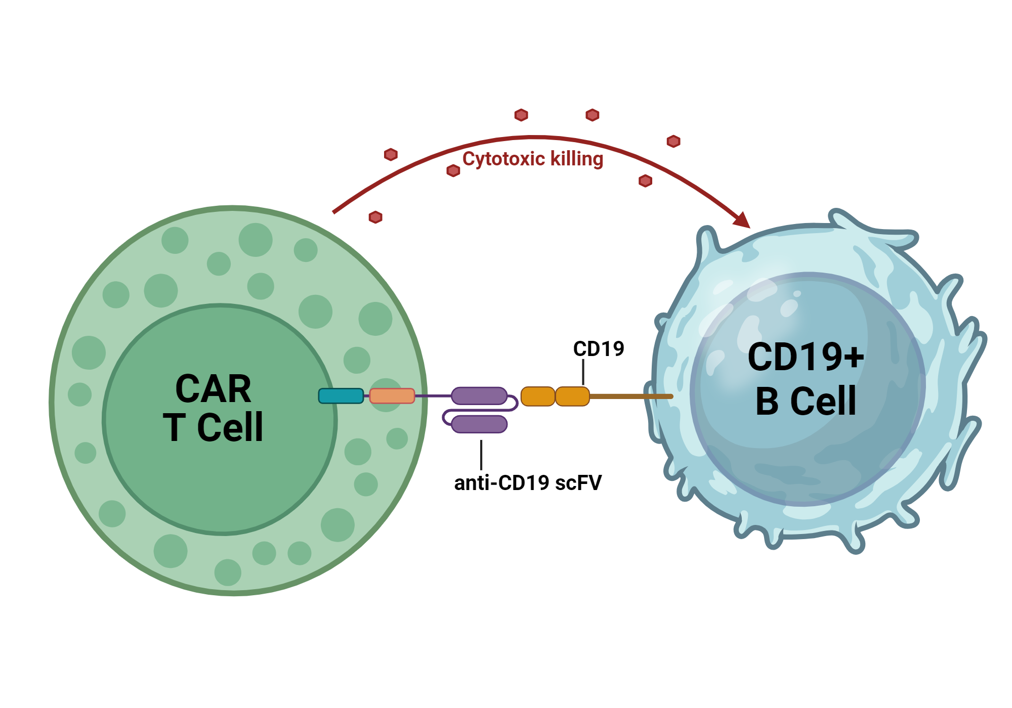 CAR T cell killing of CD19+ B cell | BioRender Science Templates