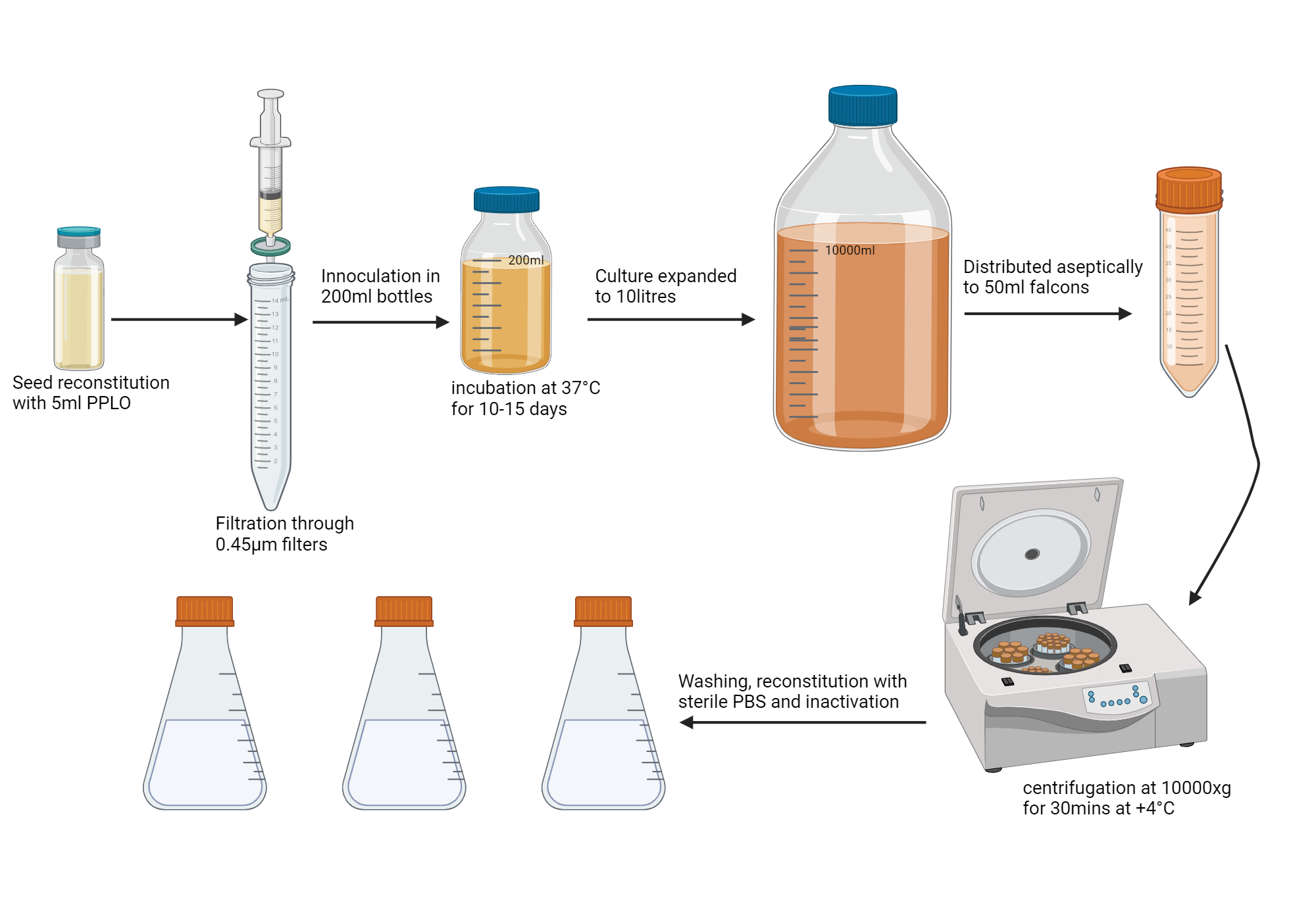 MCCP culture and inactivation | BioRender Science Templates