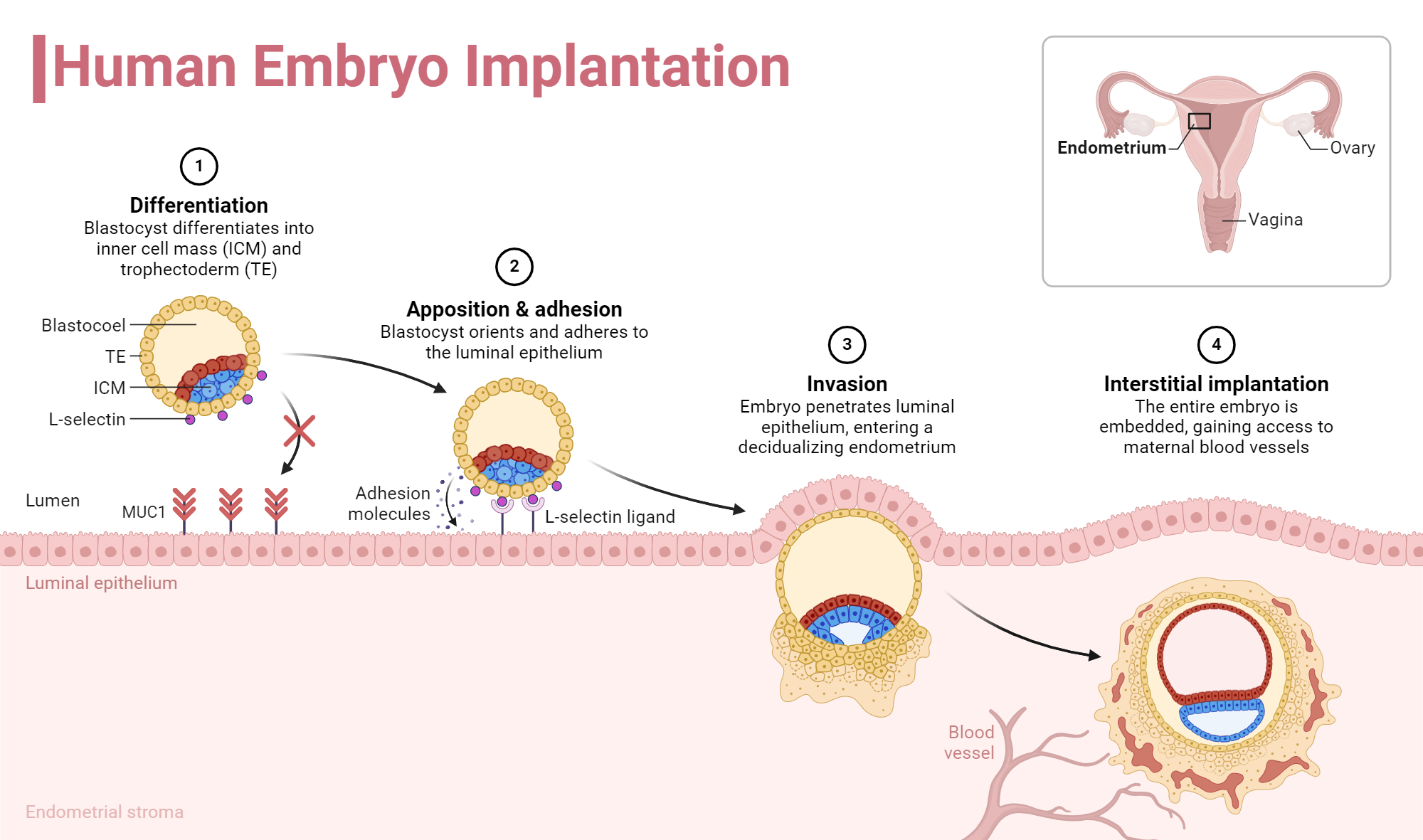 Human Embryo Implantation | BioRender Science Templates