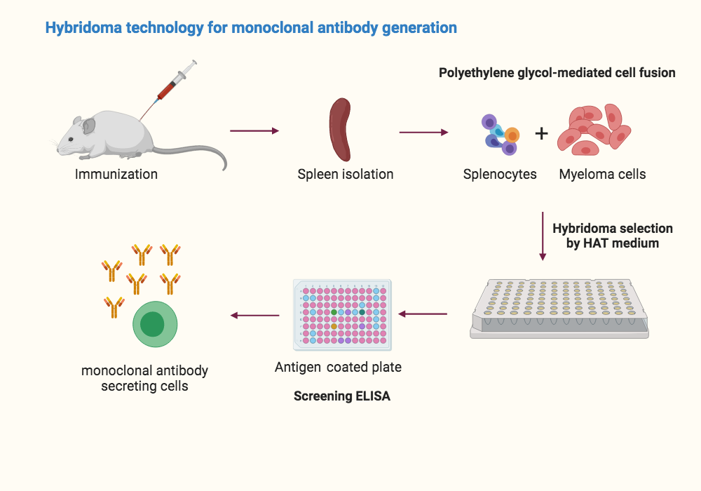 Hybridoma technology for monoclonal antibody generation | BioRender ...