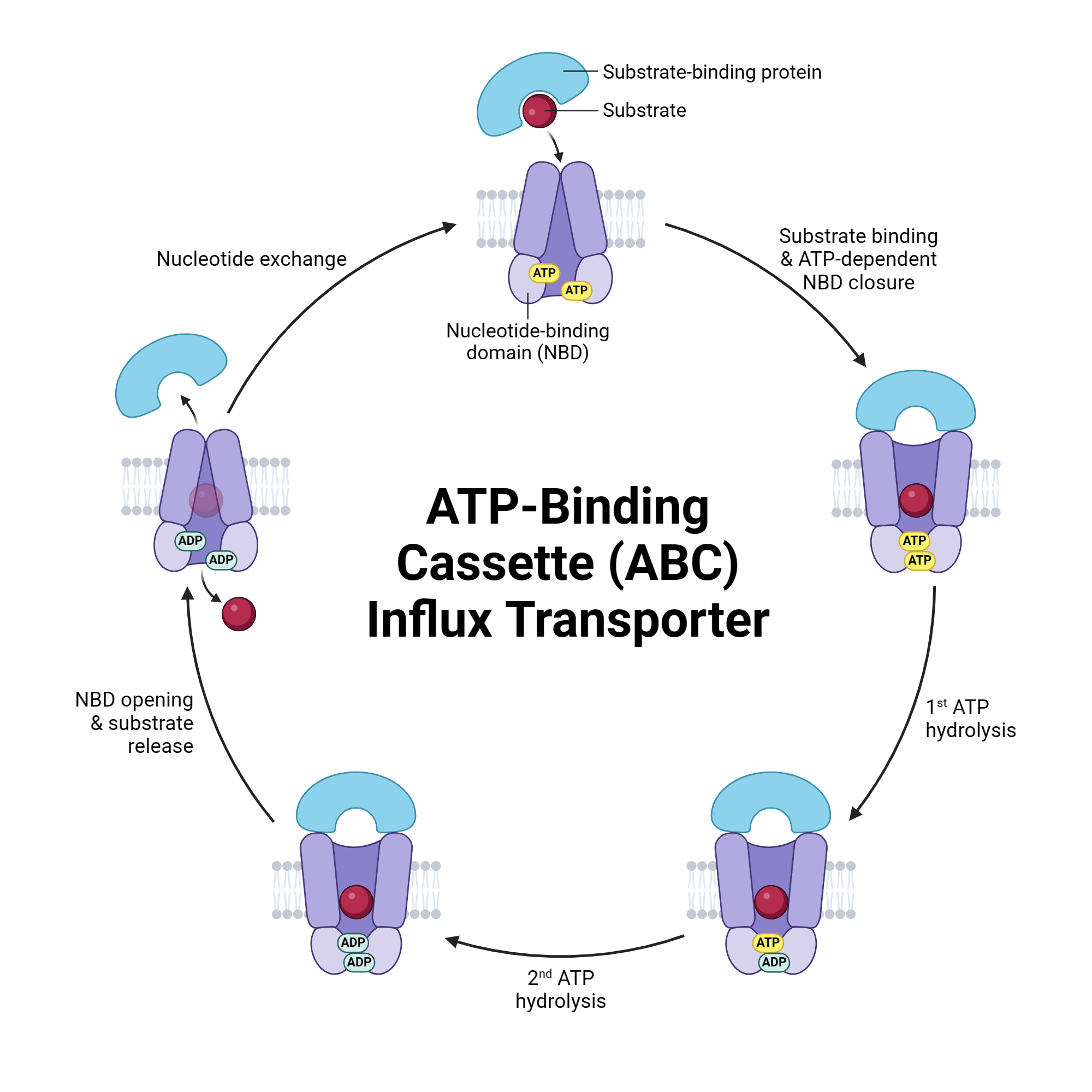 Atp Binding Cassette Abc Influx Transporter Biorender Science Templates