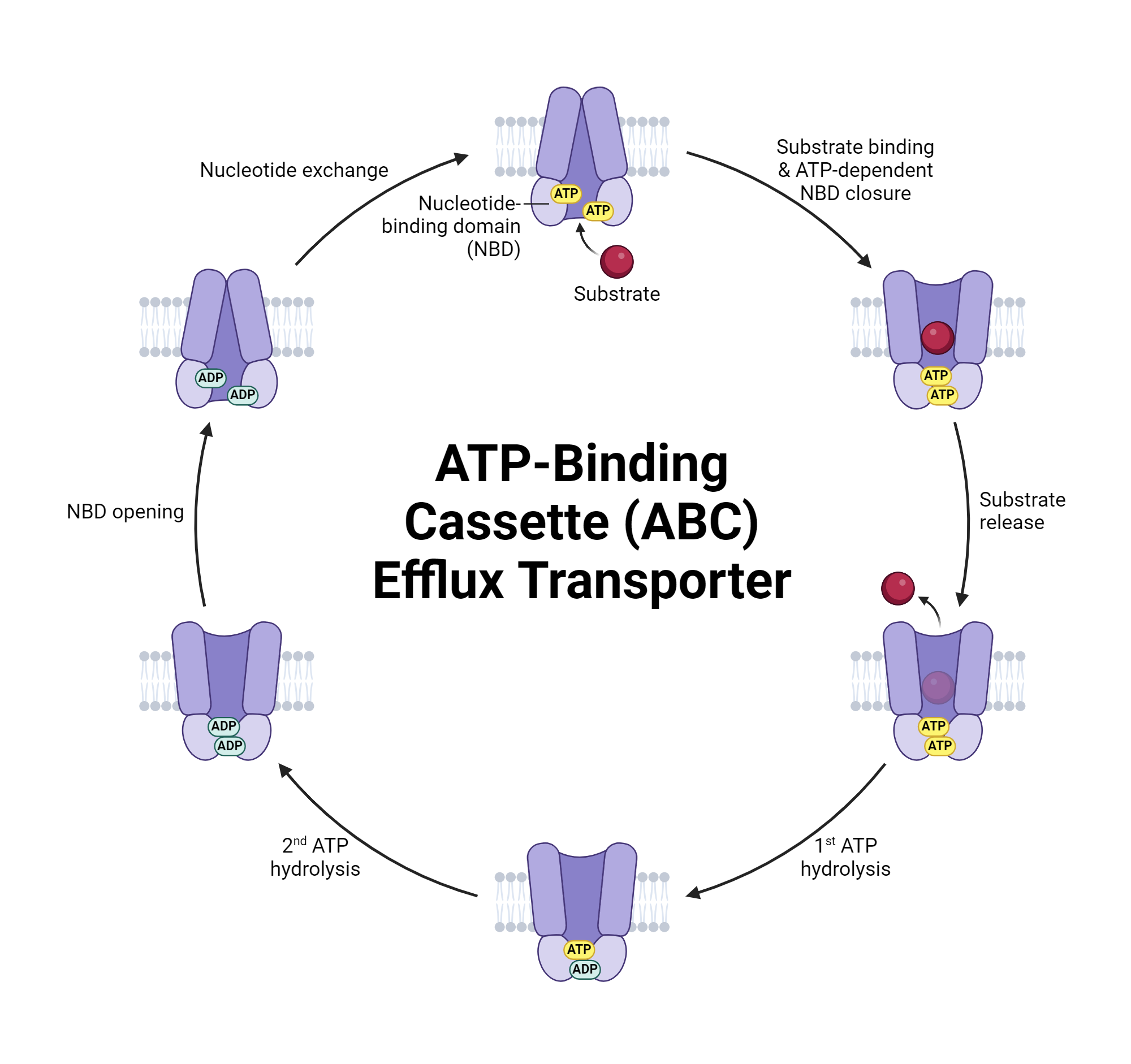 Atp Binding Cassette Abc Efflux Transporter Biorender Science Templates