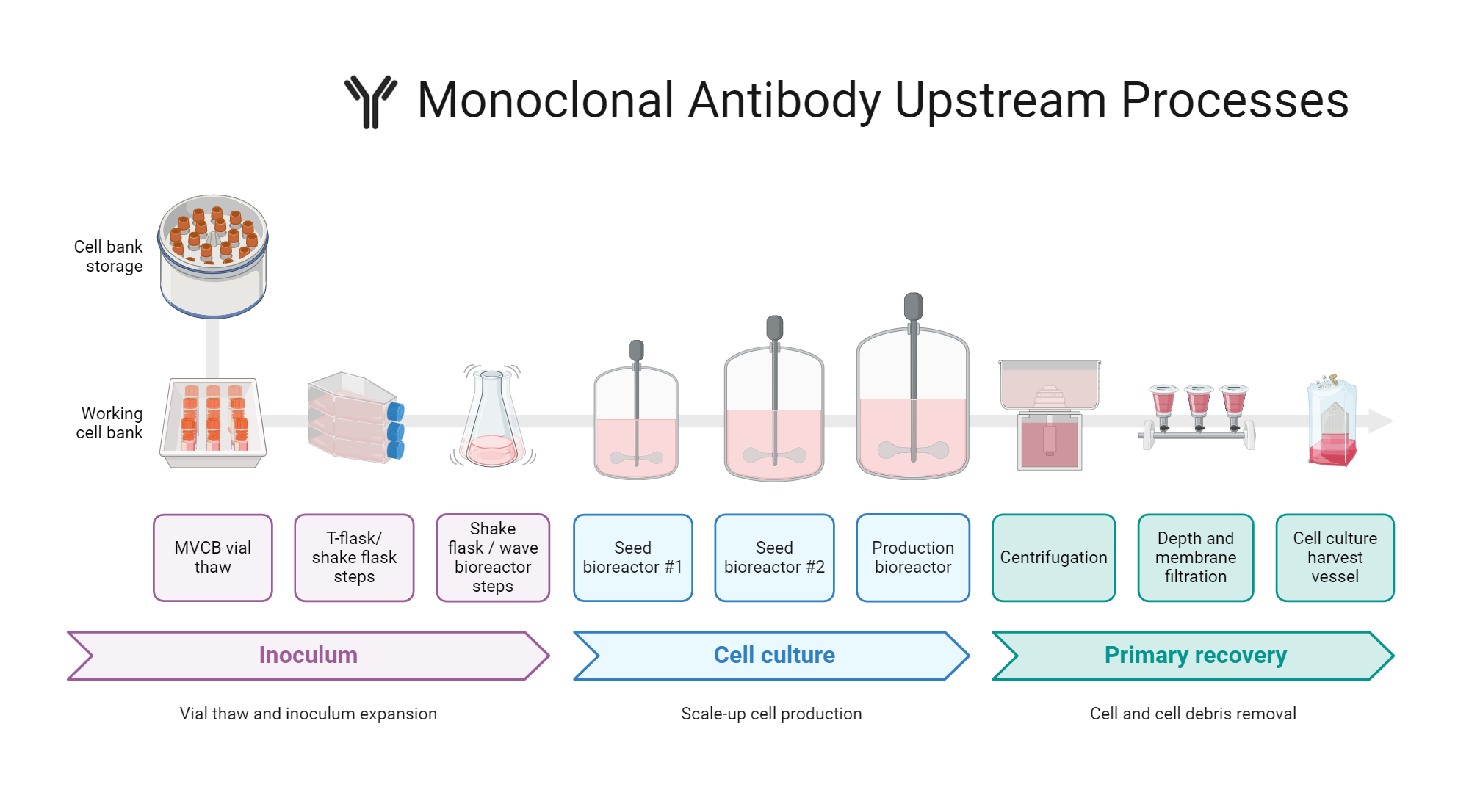 Monoclonal Antibodies Upstream Processes BioRender Science Templates