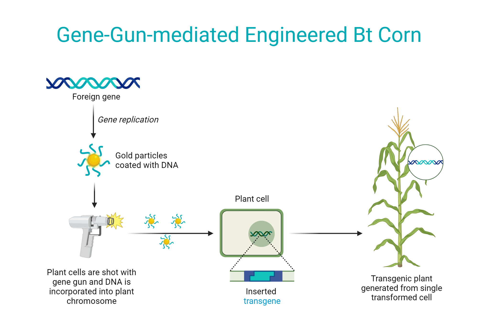 Gene-Gun-mediated Engineered Bt Corn | BioRender Science Templates