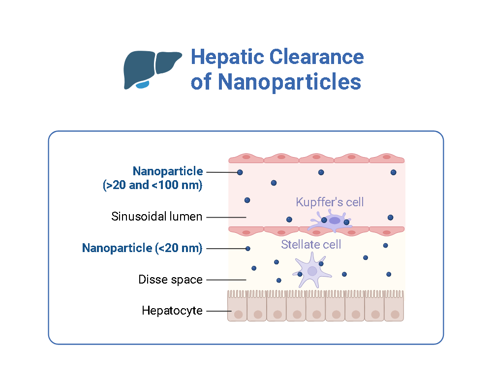 Hepatic Clearance of Nanoparticles | BioRender Science Templates