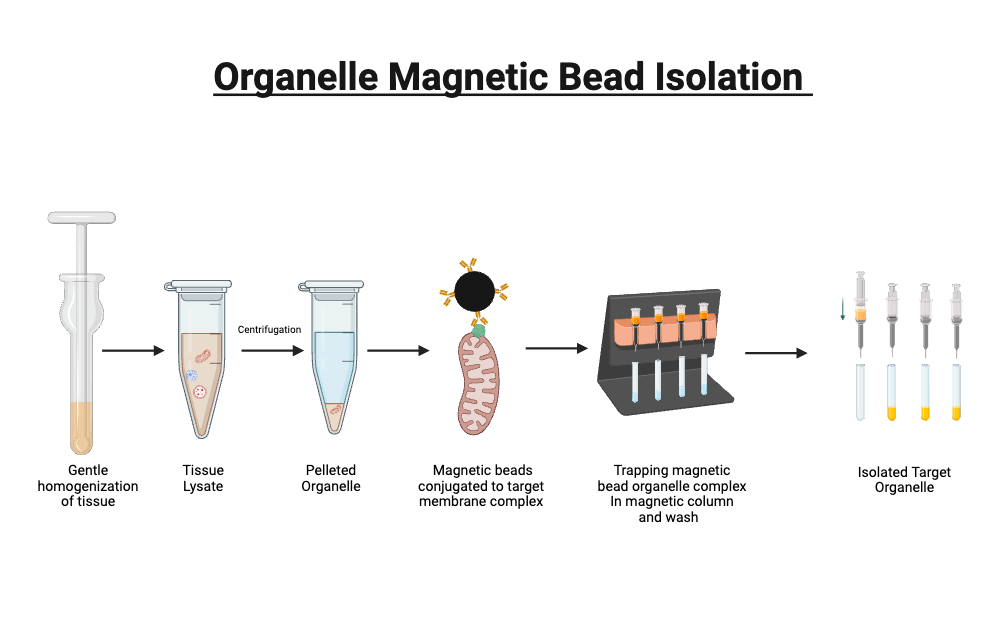 Organelle Magnetic Bead Isolation | BioRender Science Templates