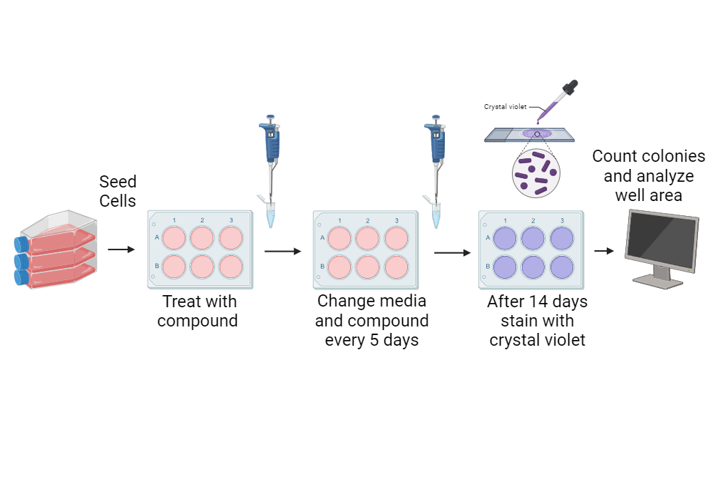 Clonogenic Assay Method | BioRender Science Templates
