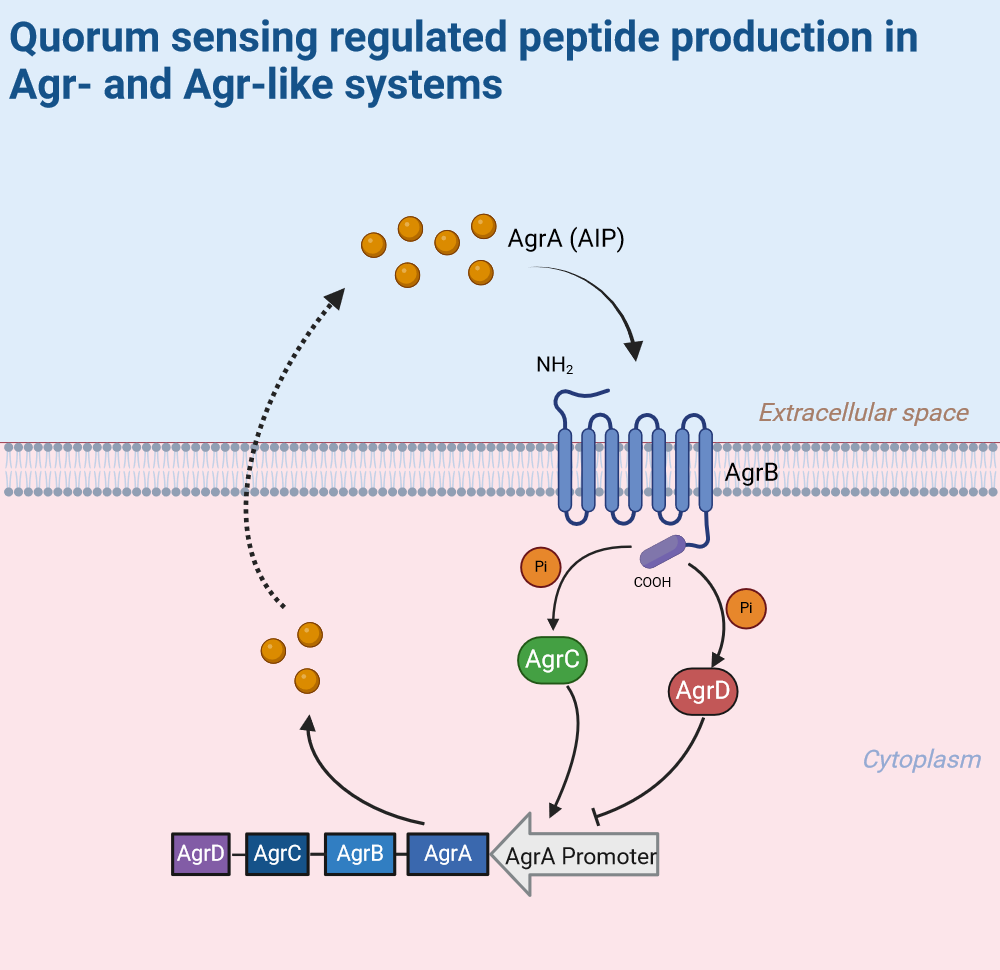 Quorum sensing regulated peptide production in Agr- and Agr-like ...