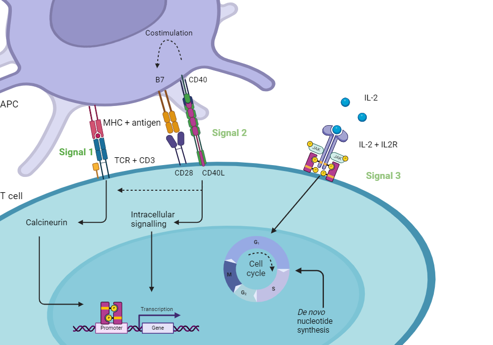 Antigen presentation and activation of T cells | BioRender Science ...