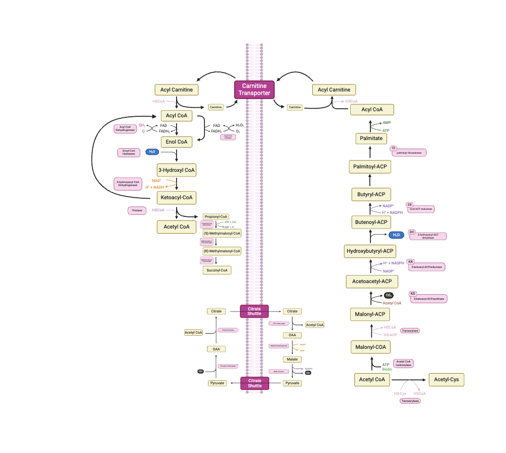 Fatty Acid Metabolism | BioRender Science Templates