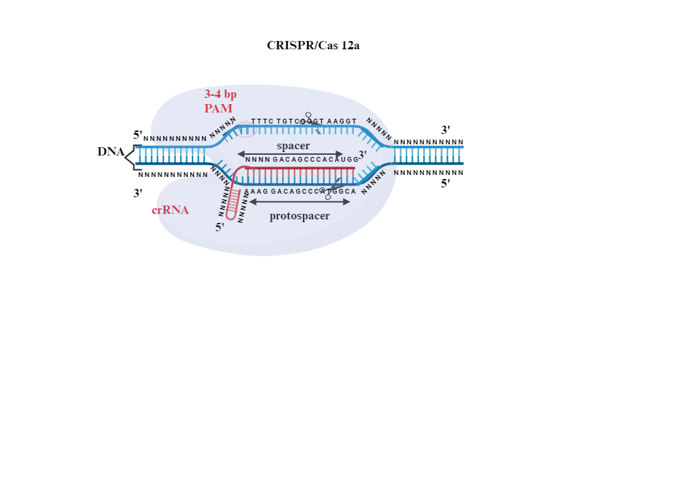 CRISPR/Cas12 gene editing system | BioRender Science Templates