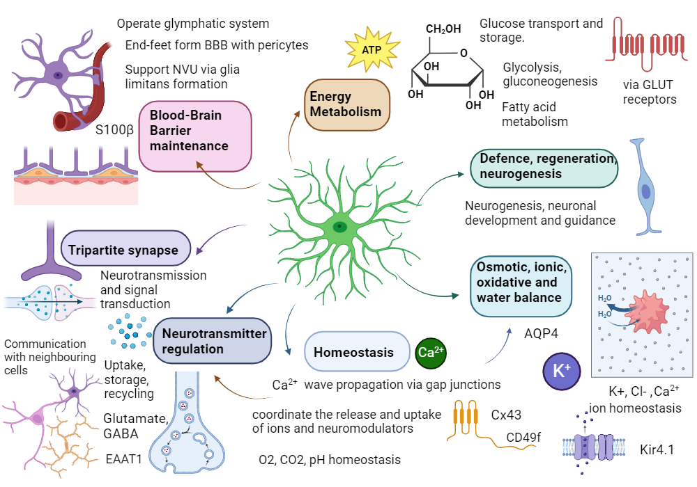 Healthy Astrocyte function in CNS | BioRender Science Templates