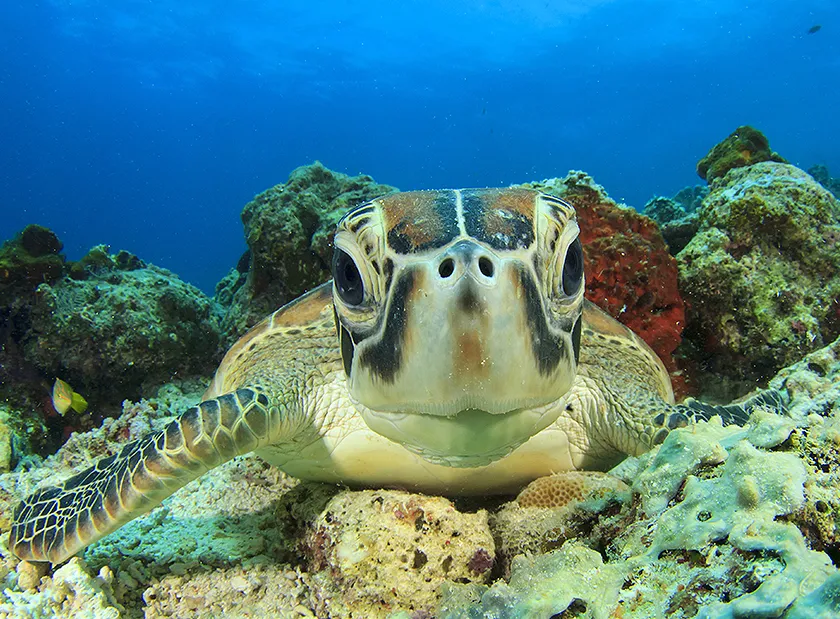 Fiji Diving Packages PADI 5 Star | Captain Cook Cruises Fiji