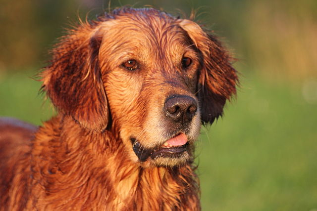 100 Dog Trivia Questions (Ranked from Easiest to Hardest)