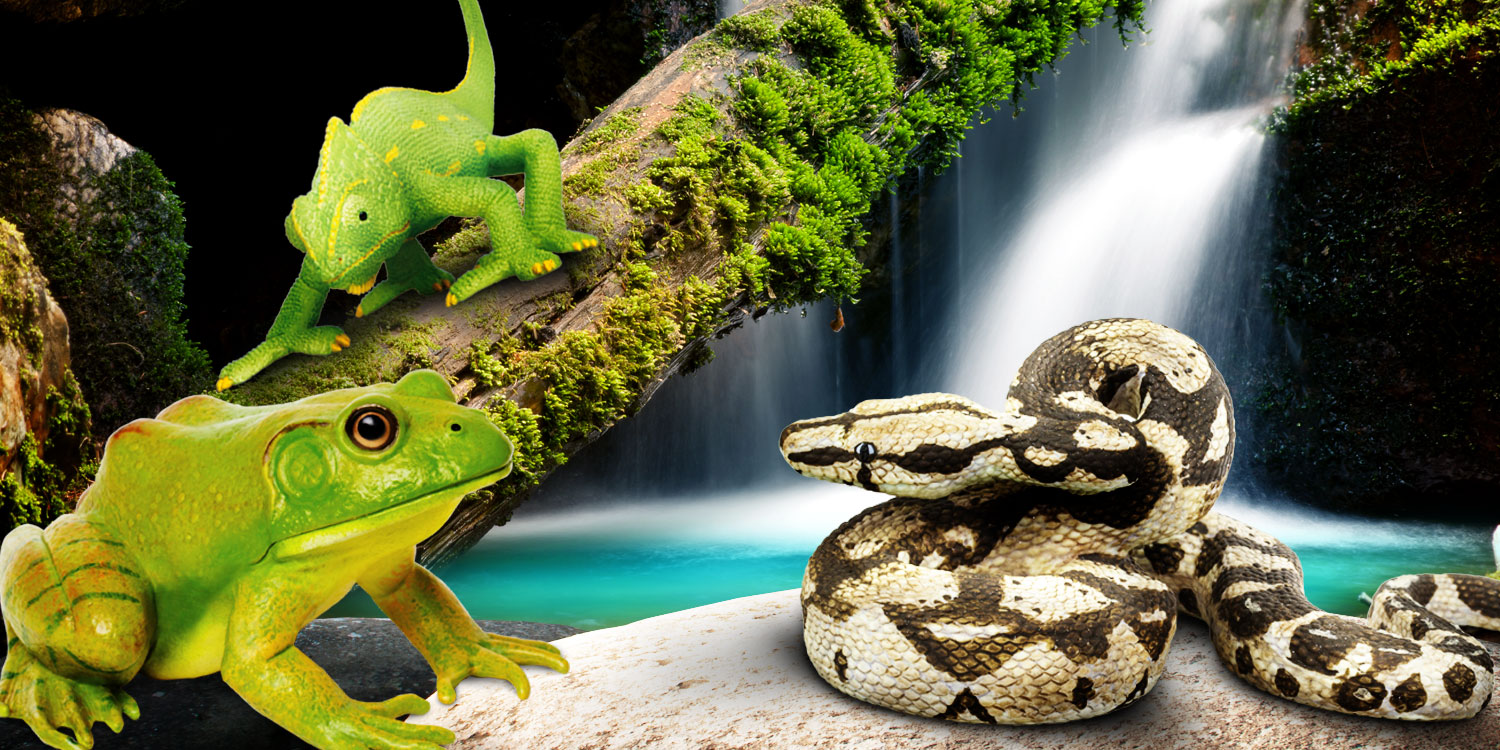 Reptiles & Amphibians - Safari Ltd® | Browse the SafariPedia