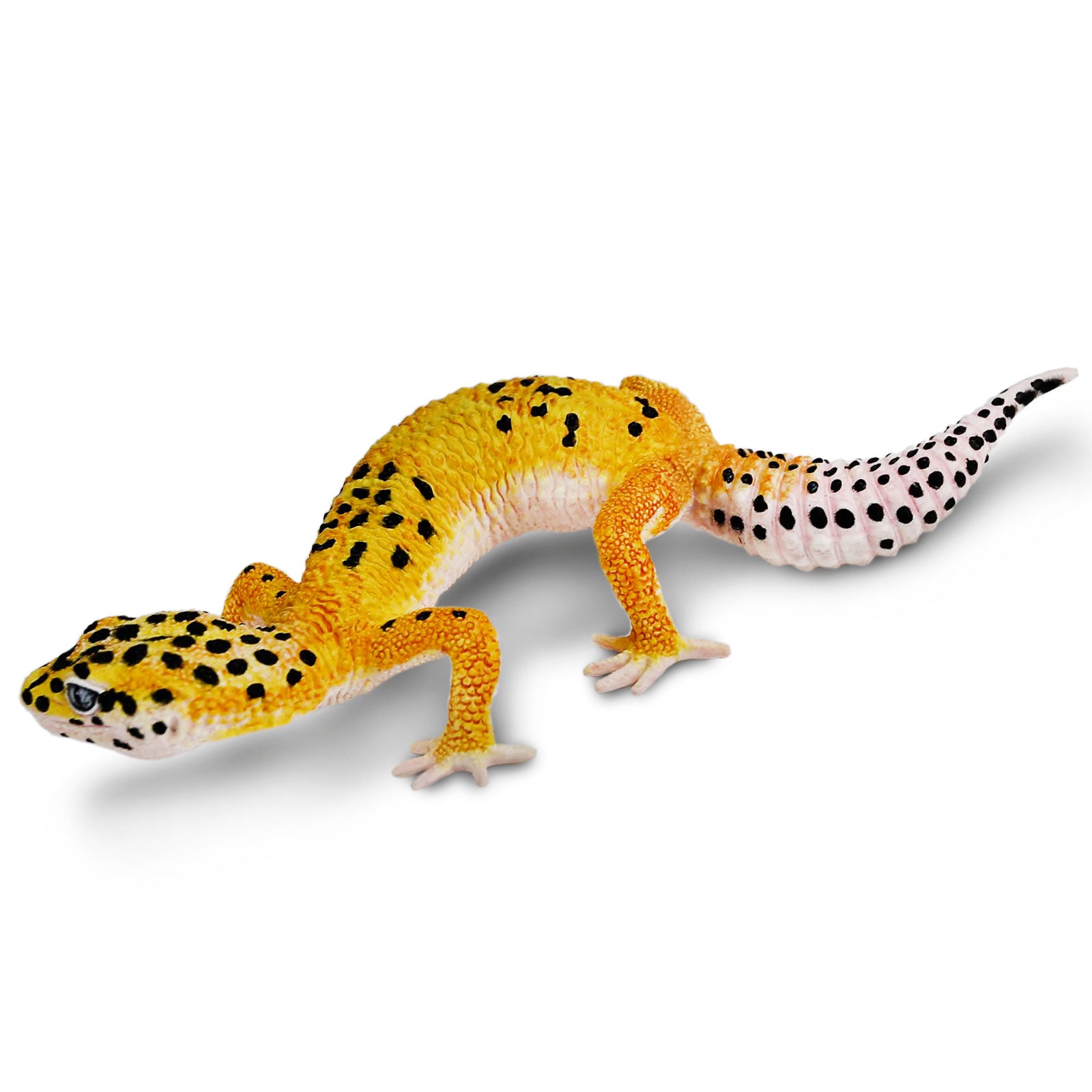 Leopard Gecko - Safari Ltd® | Browse the SafariPedia