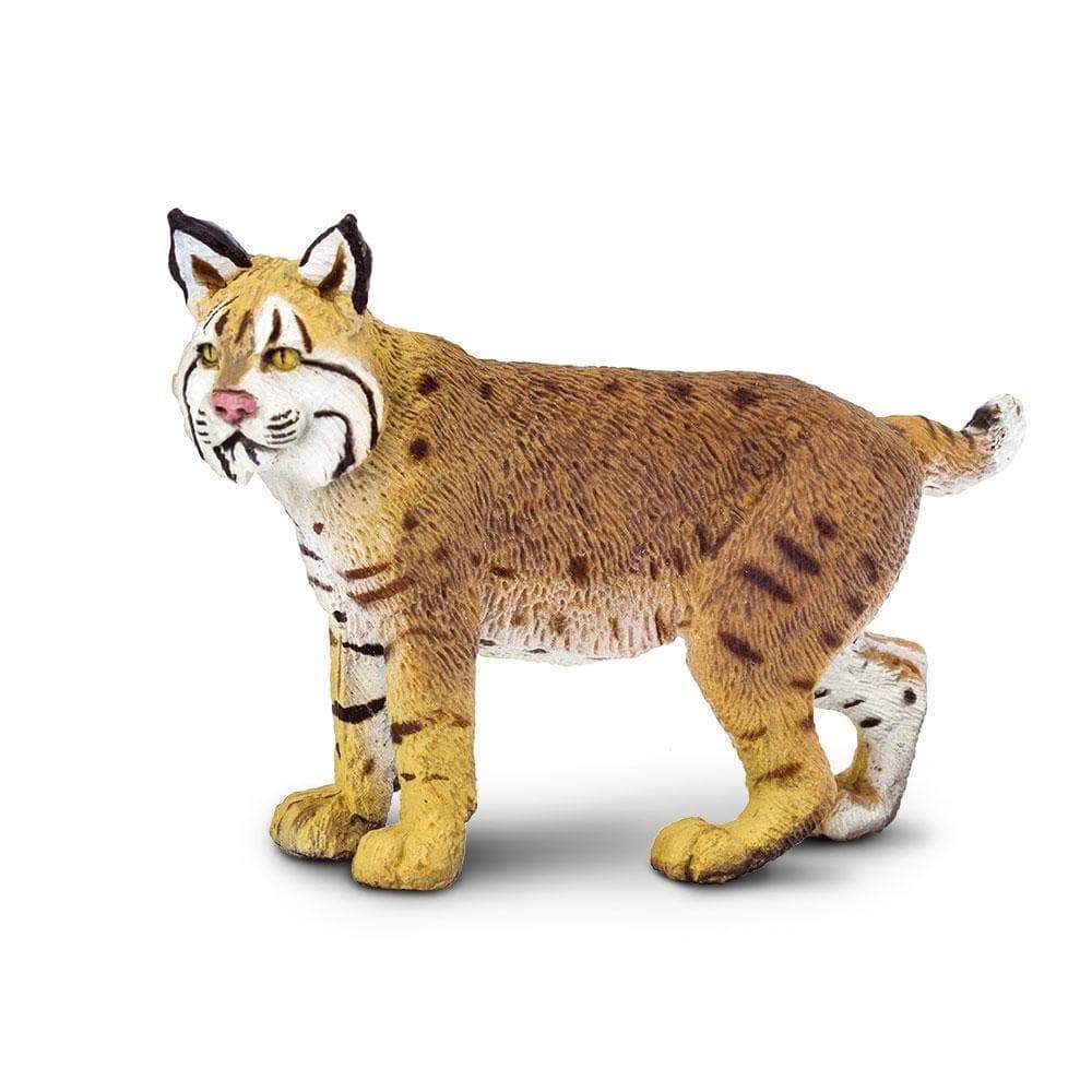 Bobcat - Safari Ltd® | Browse the SafariPedia