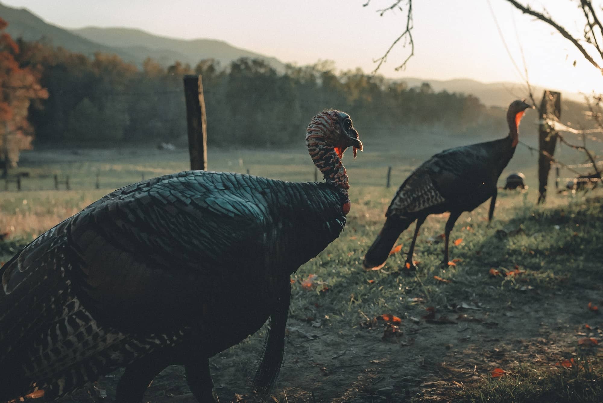 4 Ways to Celebrate Fall in the Smoky Mountains