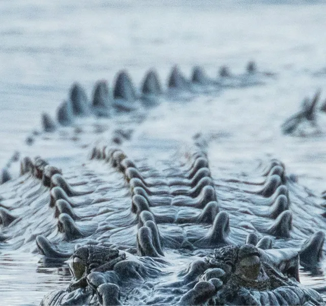 Solar Whisper Wildlife and Crocodile Cruises - Far North Escapes