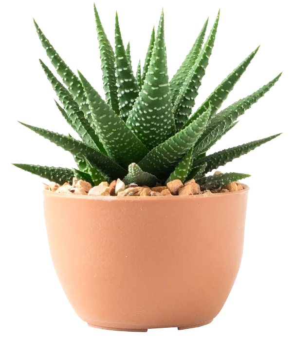 MS3 Networks | Ultrafast Full Fibre Broadband