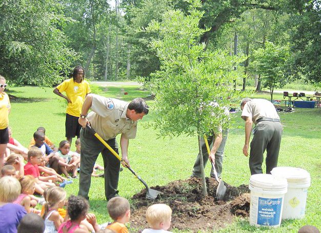 Best trees to plant near sewer pipes - Heroplumbing.com.au