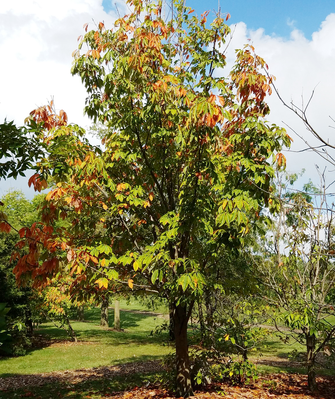 Best trees to plant near sewer pipes - Heroplumbing.com.au