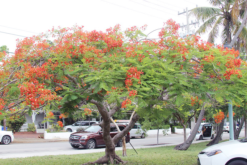 Best trees to plant near sewer pipes - Heroplumbing.com.au