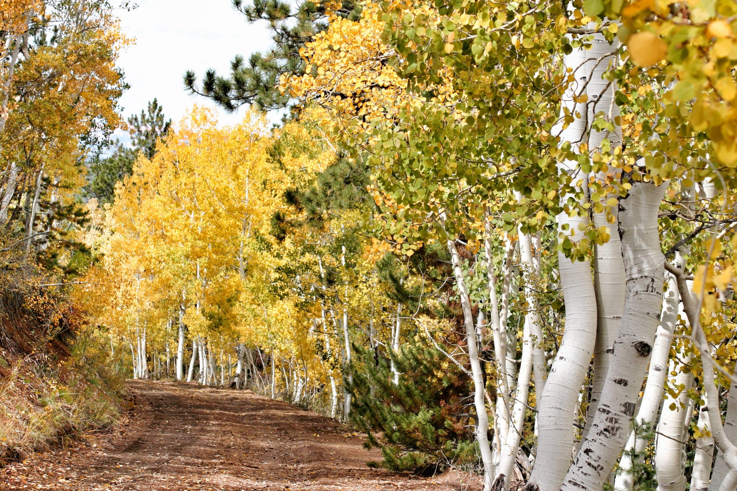 Best trees to plant near sewer pipes - Heroplumbing.com.au