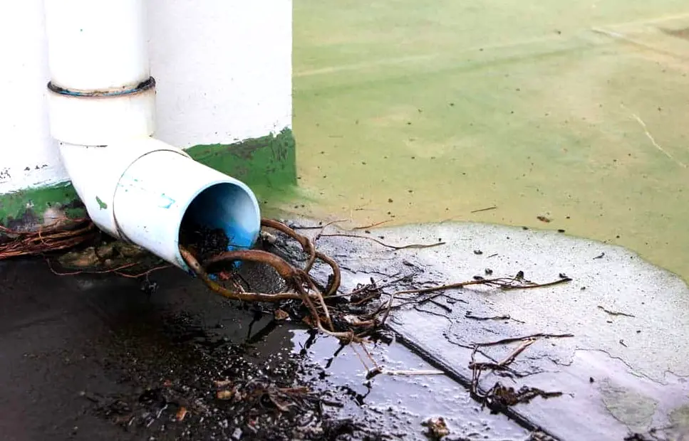 What you need to know on how to clear tree roots from your drains ...