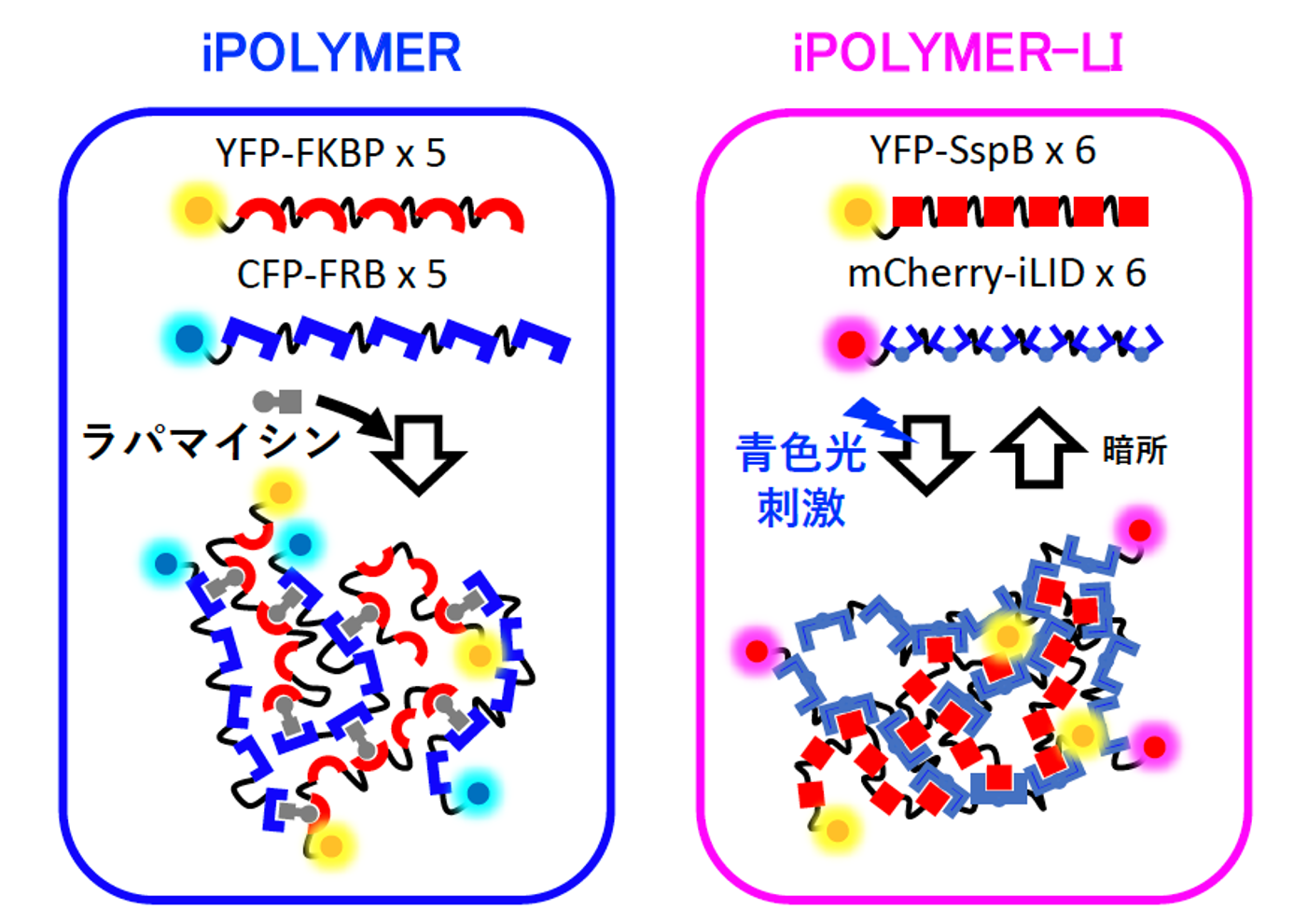 京都大学 - 桂の庭