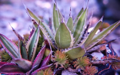 5 Popular Albuquerque Backyard Ideas (That you haven't seen)