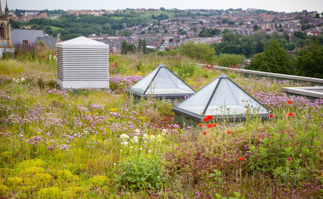 Sedum & Wildflower GrufeTile from GrufeKit - sedum green roofing solution