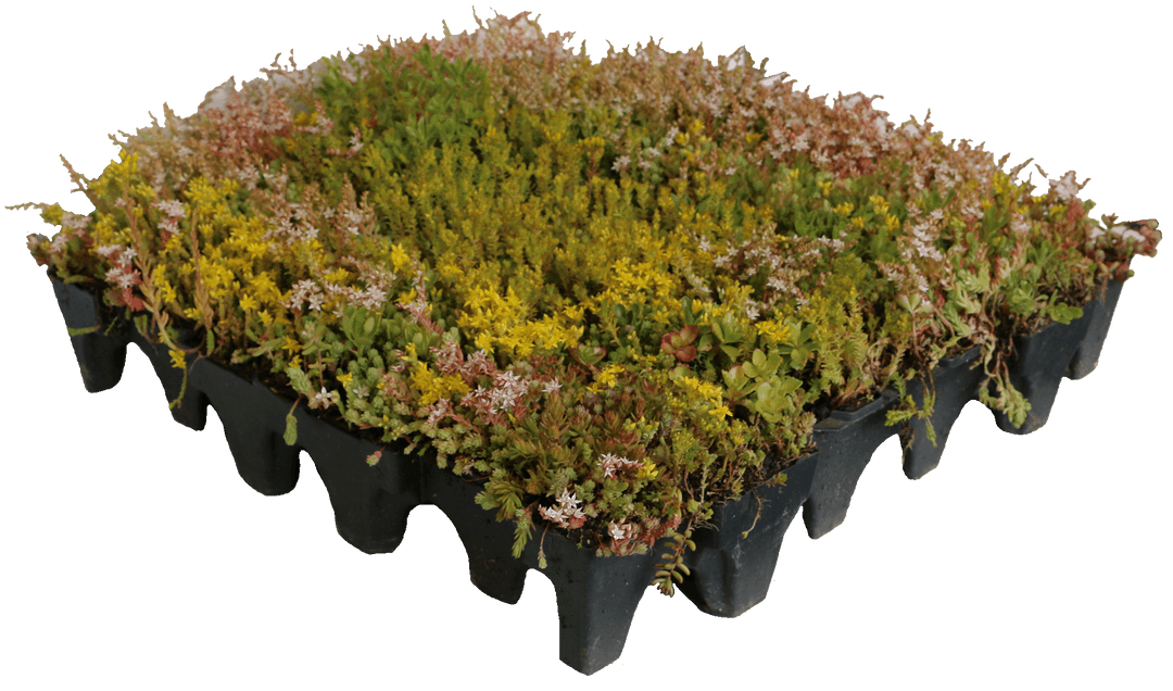 Sedum & Wildflower GrufeTile from GrufeKit - sedum green roofing solution