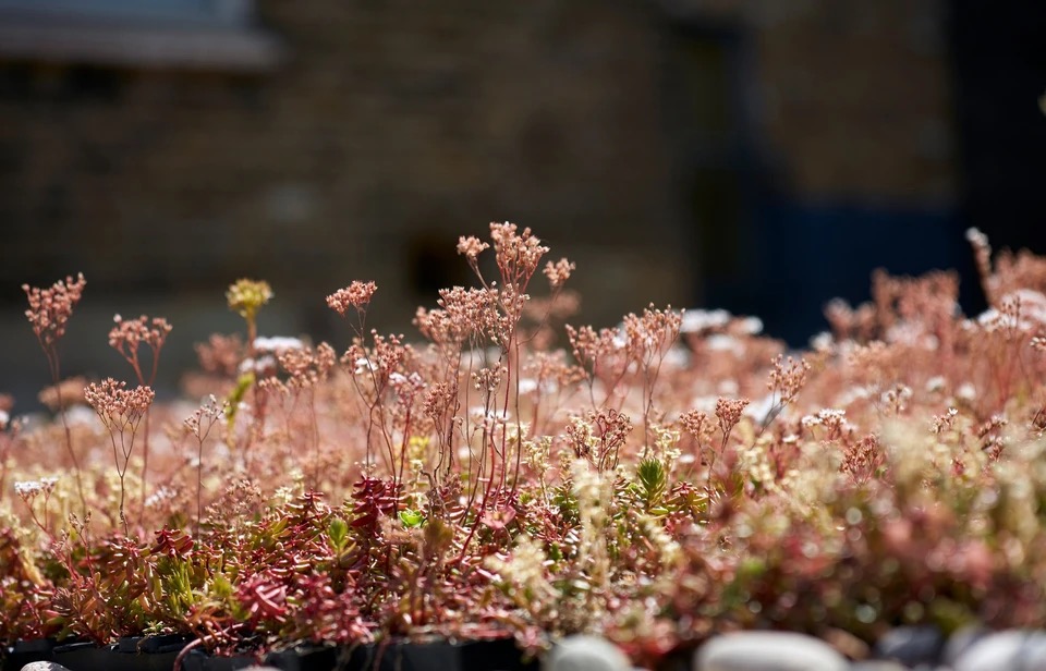 Embracing Sustainability: The Role of Green Roofs in Building a Greener ...