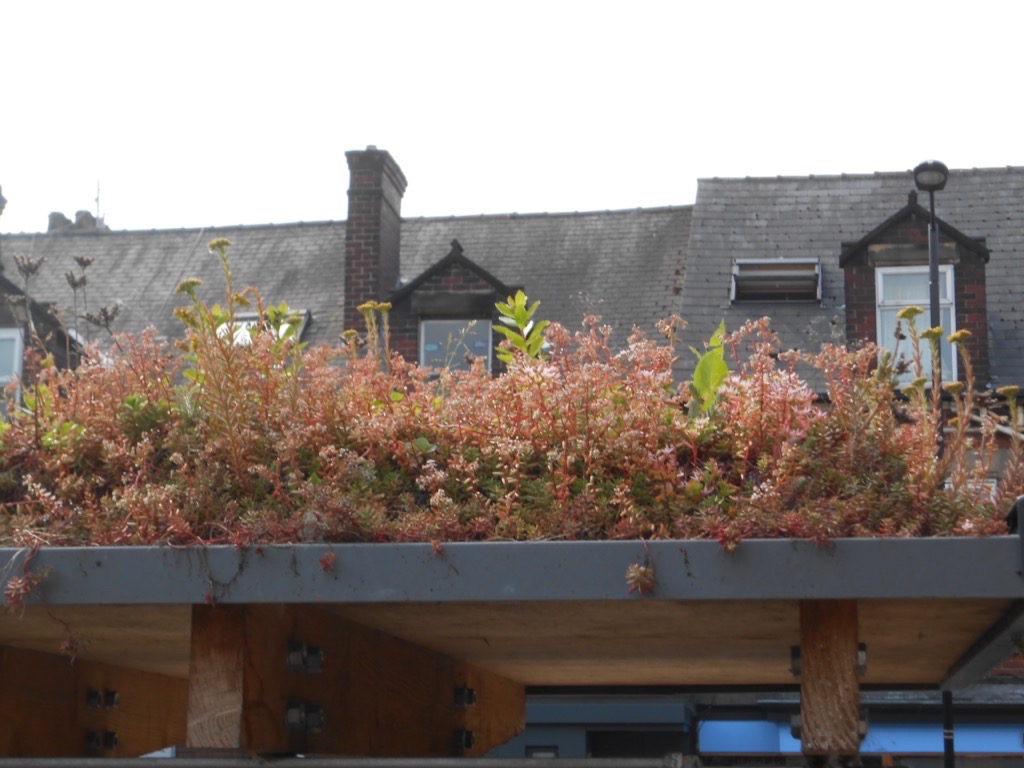 Green Roofs: Biodiversity Net Gain - GrufeKit News