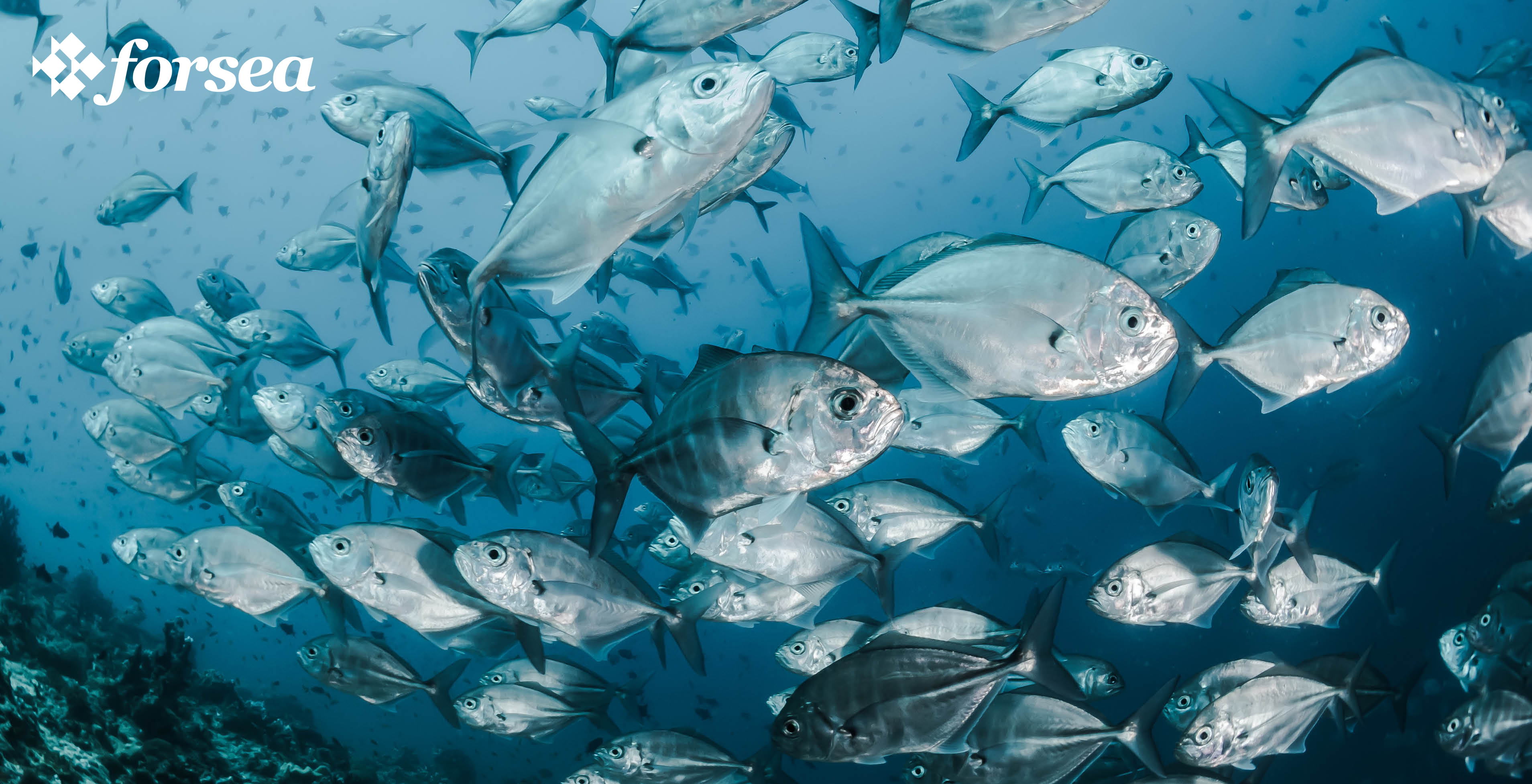 Origin Story Interview W/ Roee Nir, Forsea - Brighter Future