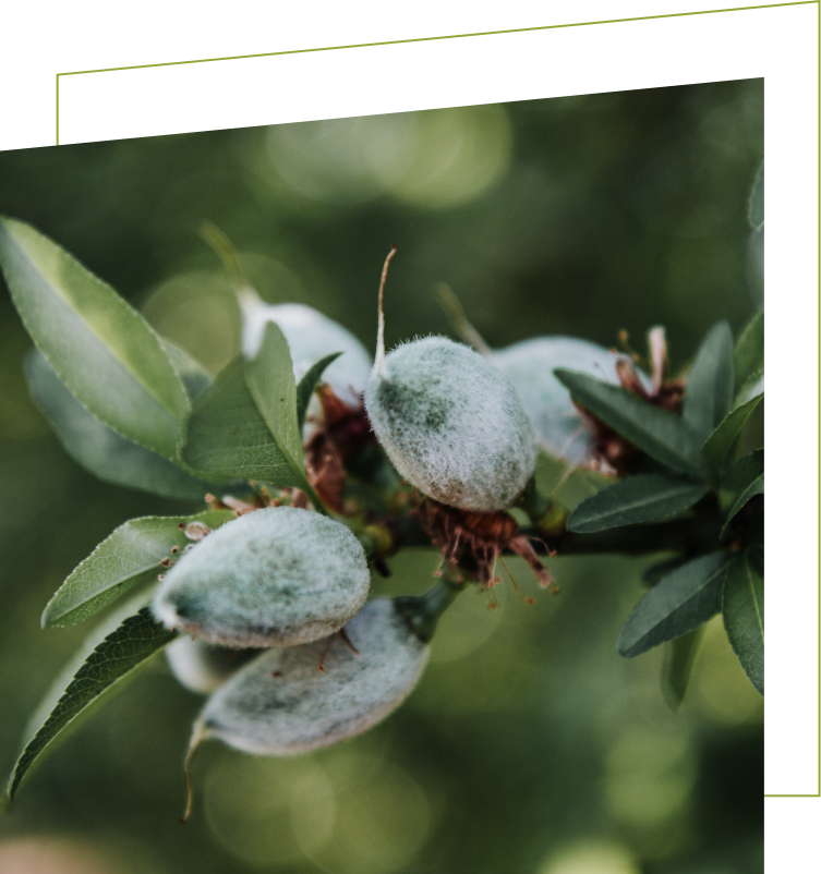 FrostBoss® Frost Fans - Frost Protection For Crops