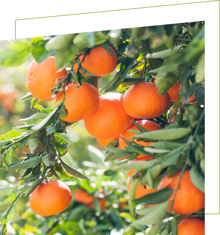 FrostBoss® Frost Fans - Frost Protection For Crops