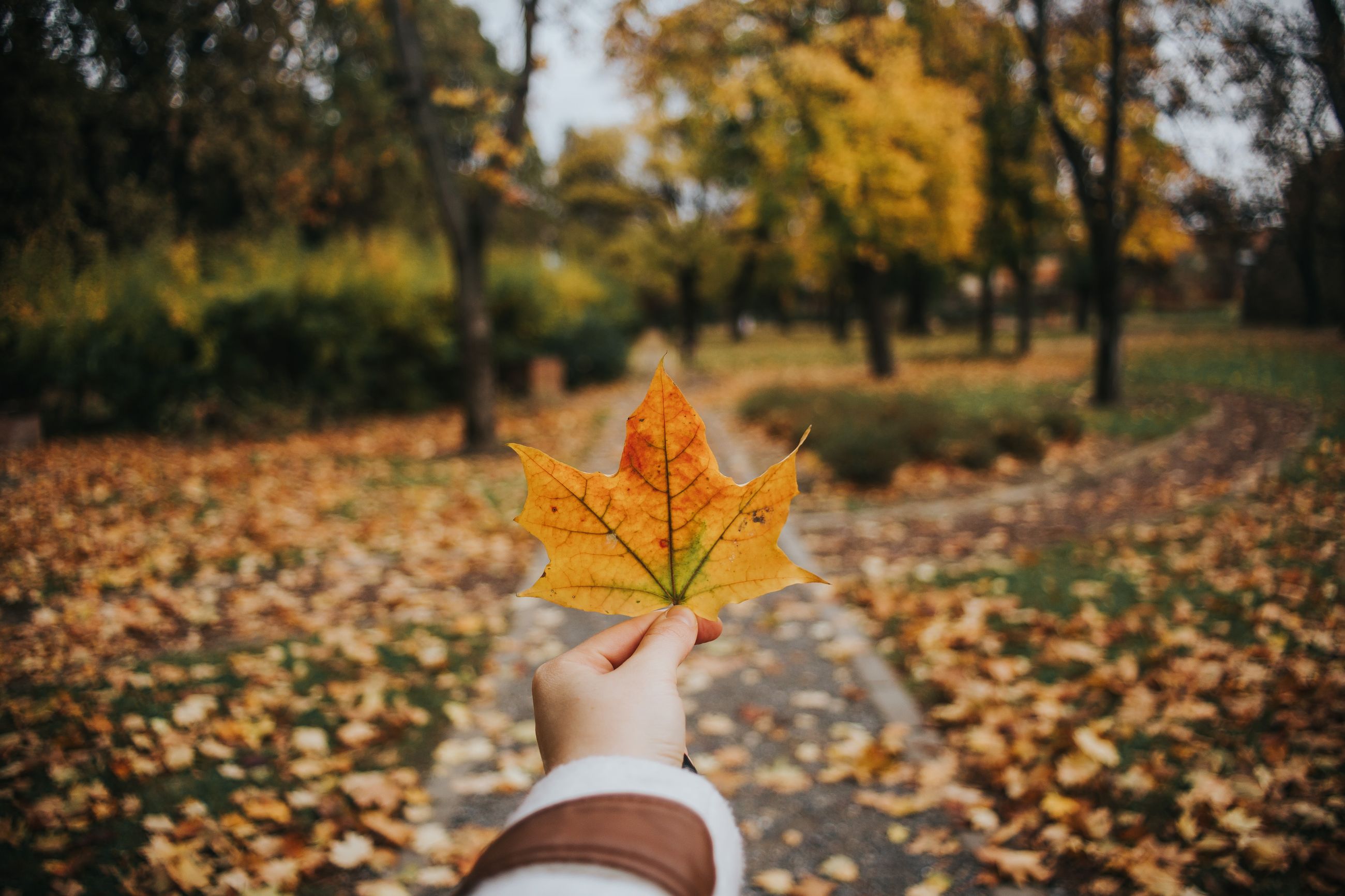 What's new in SPDX 2.3?