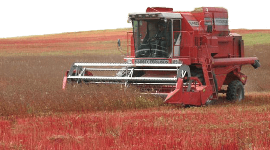 The Story of the Bouchard Family Farms - Makers of Ployes Mix