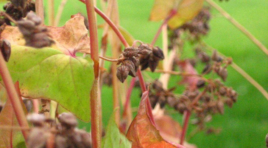The Story of the Bouchard Family Farms - Makers of Ployes Mix