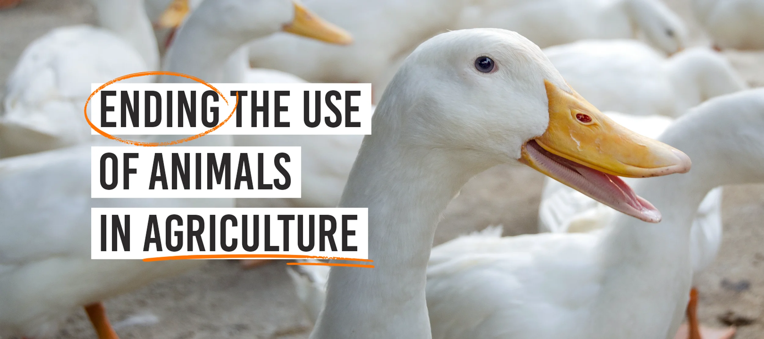 Ending the use of animals in agriculture