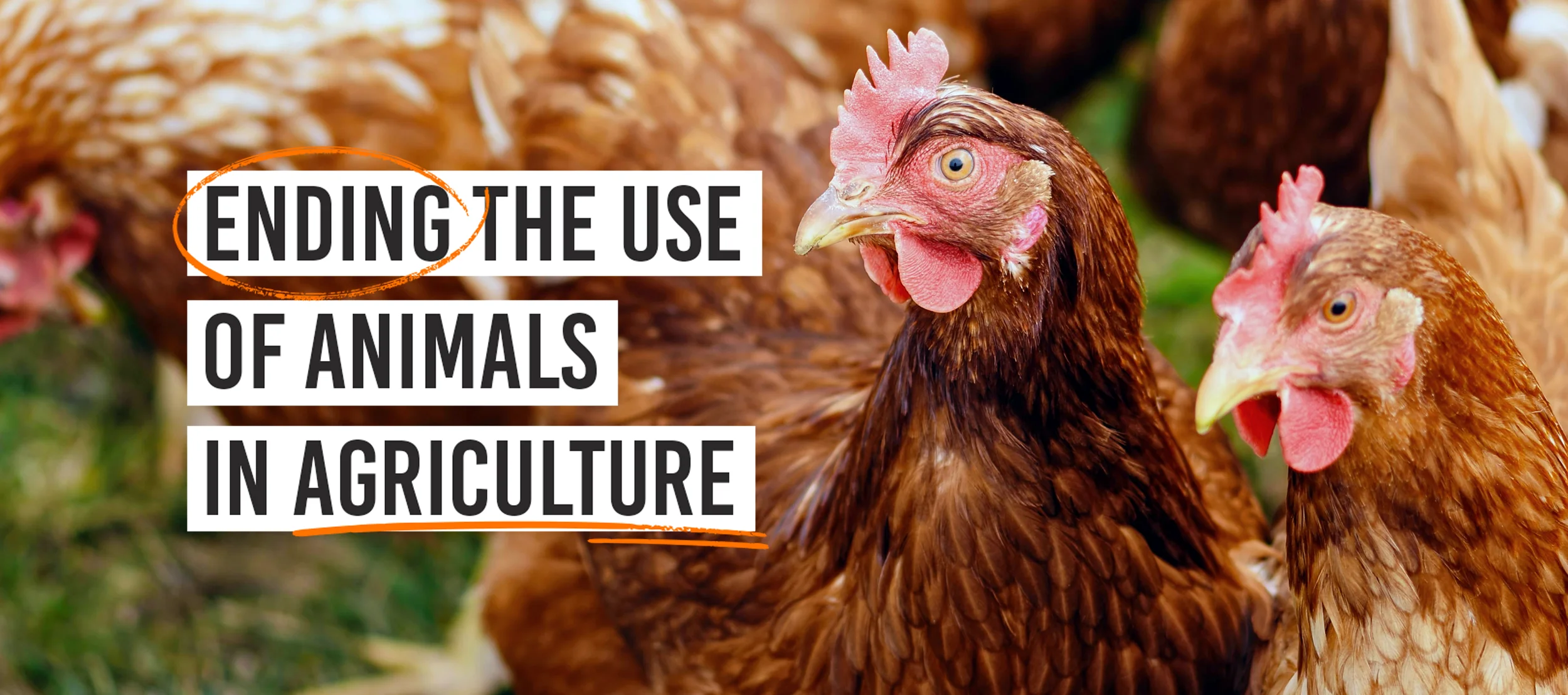 Ending the use of animals in agriculture
