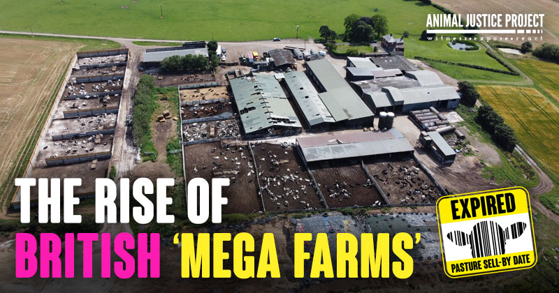 Ammonia gas pumped into Britain’s countryside: the rise of British ...